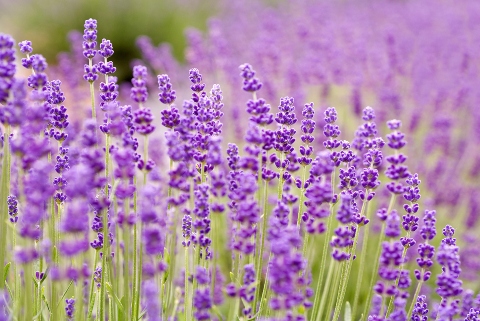 Lavender - How Much Sun Does It Need? Get The Facts